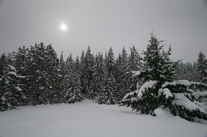 Snowden Snow Forest 3-1-11 – WatermanAtWork